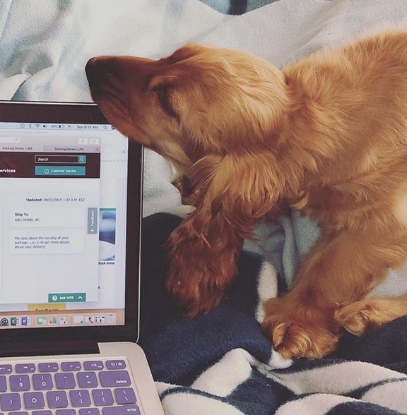 14 Hilarious Pictures of Cocker Spaniels Who Are Confused About The ...