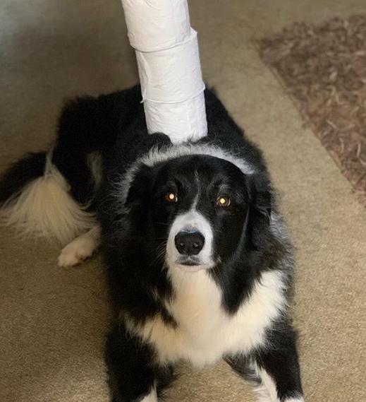 15 Funny Border Collie Pictures Showing How You Should Spend Quarantine ...
