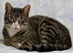 500 Striped Cat Names for Your Tabby Kitten