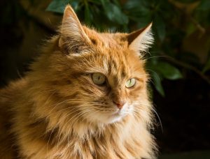 110+ Yellow Cat Names - Awesome Ideas for Naming Your Yellow Kitten