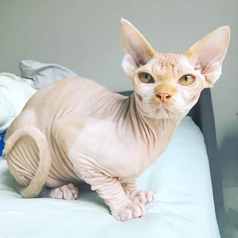 250 Bald Cat Names – Great Names for Your Hairless Cat - PetPress