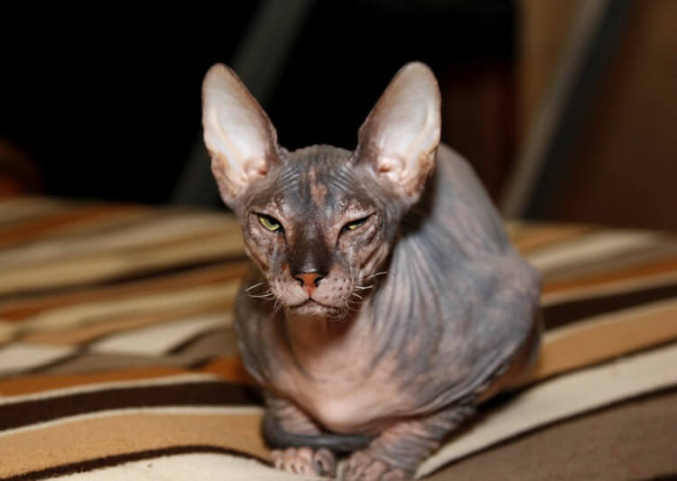 250 Bald Cat Names – Great Names for Your Hairless Cat - PetPress