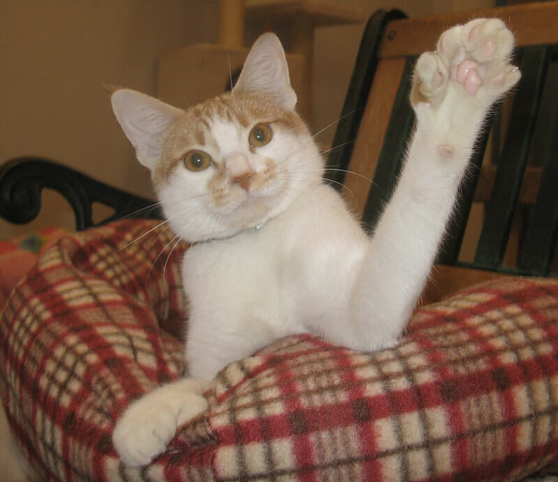 Top 200 Polydactyl Cat Names | PetPress