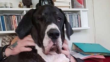 15 Books About The Great Dane. Part 2 | PetPress