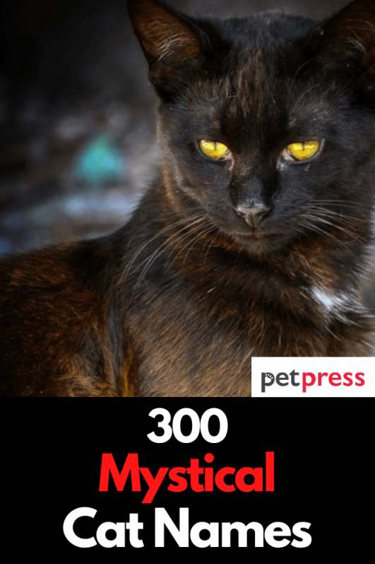 300 Mystical Cat Names For Your Magical Kitten 300 Mystical Cat Names For Your Magical Kitten