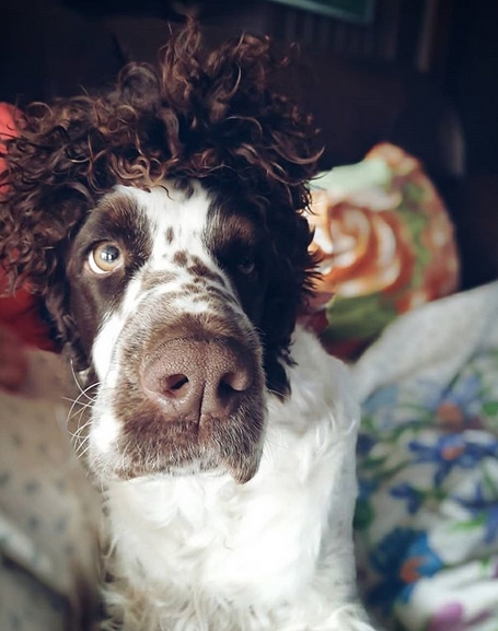 14 Things Only Springer Spaniel Owners Will Understand | Page 5 of 5 ...