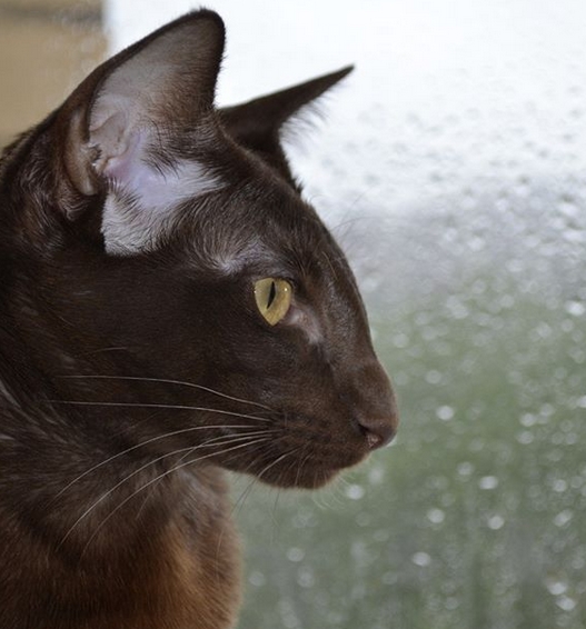 Top 30 Best Female Oriental Shorthair Cat Names PetPress top-30-best-female-oriental-shorthair-cat-names-petpress