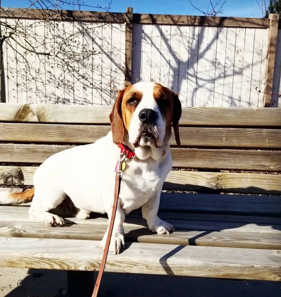 Bully Bassett: English Bulldog & Bassett Hound. | PetPress