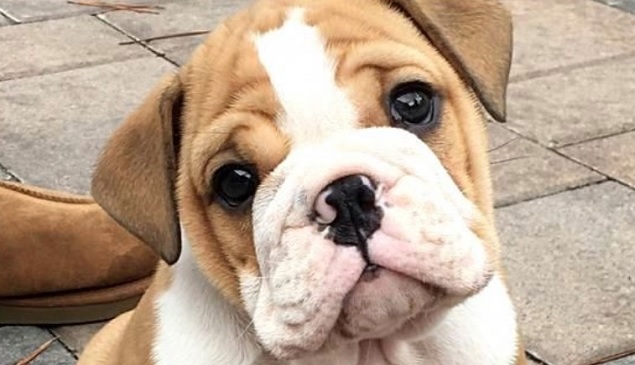 14 Things Only English Bulldog Owners Will Understand - PetPress