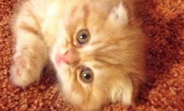 75 Cutest Orange Cat Names - PetPress