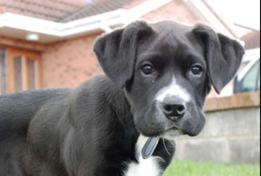 18 Cute Boxer Mixes That'll Melt Your Heart - PetPress