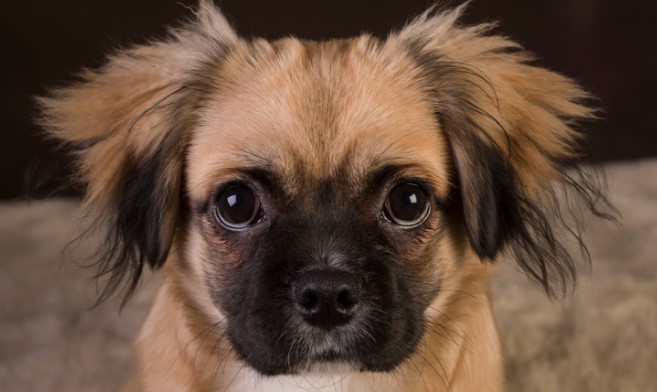 These 18 Adorable Pug Mixes Are Making Us Do A Double Take - Page 3 of ...