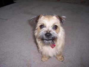 These 18 Adorable Pug Mixes Are Making Us Do A Double Take | Page 5 of ...