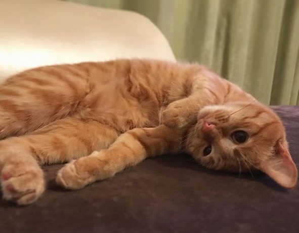 Top 75 Ginger Cat Names For Your Cute Feline Friend