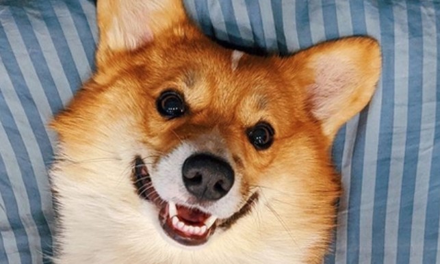 15 Things Only Corgi Owners Will Understand Petpress