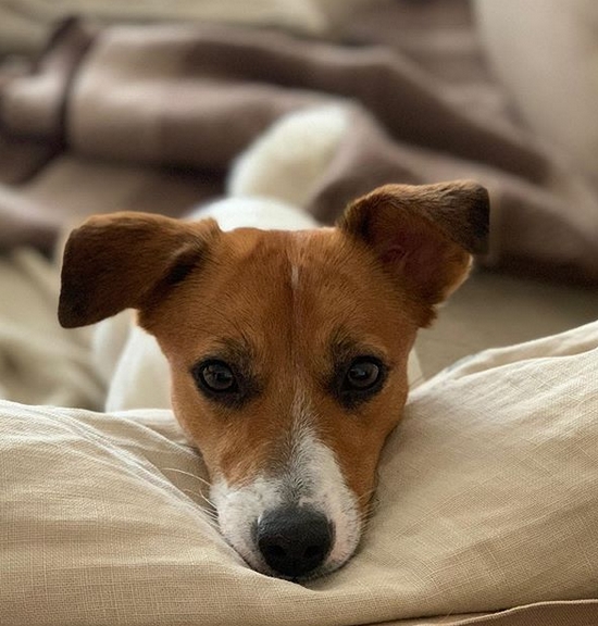 15 Things Only Jack Russell Terrier Owners Will Understand | Page 5 of ...