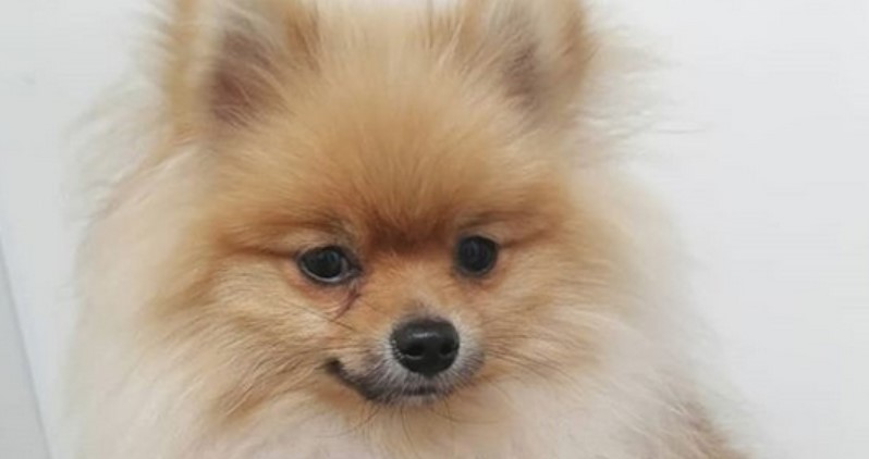 14 Things Only Pomeranian Owners Will Understand - PetPress