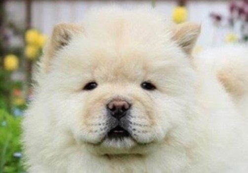 14 Chow Chows For Anyone Who’s Having A Bad Day - PetPress