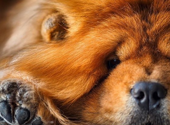 14 Chow Chows For Anyone Who’s Having A Bad Day | Page 5 of 5 | PetPress