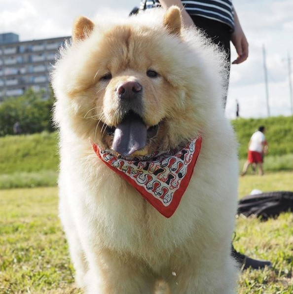 14 Chow Chows For Anyone Who’s Having A Bad Day | Page 2 of 5 | PetPress