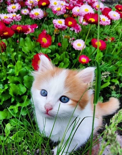 90 Female Sassy Cat Names - Funny Name Ideas For Your Female Kitten