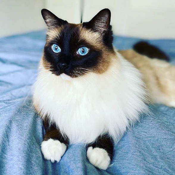 90 Female Sassy Cat Names - Funny Name Ideas For Your Female Kitten