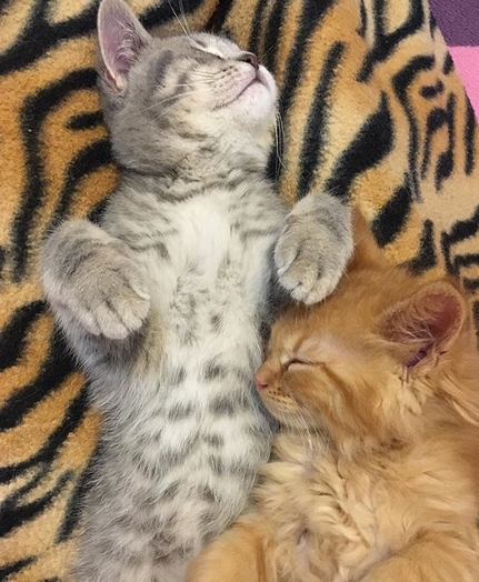 Top 100 Unique Female Cat Names For Your Cute Female Kitten