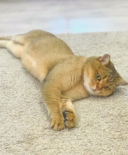 Top 100 Unique Female Cat Names For Your Cute Female Kitten