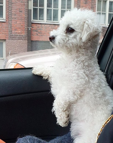 15 Reasons Why You Should Never Own Bolognese Dogs | Page 4 of 5 | PetPress