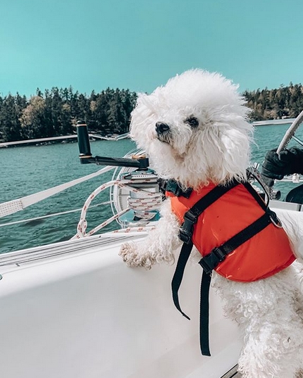 15 Reasons Why You Should Never Own Bolognese Dogs | Page 4 of 5 | PetPress