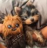 14 Things Only Yorkie Owners Will Understand | Page 5 of 5 | PetPress