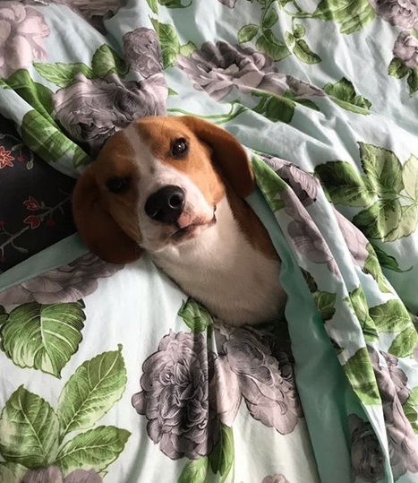 14 Things Only Beagle Owners Will Understand | Page 2 of 5 | PetPress