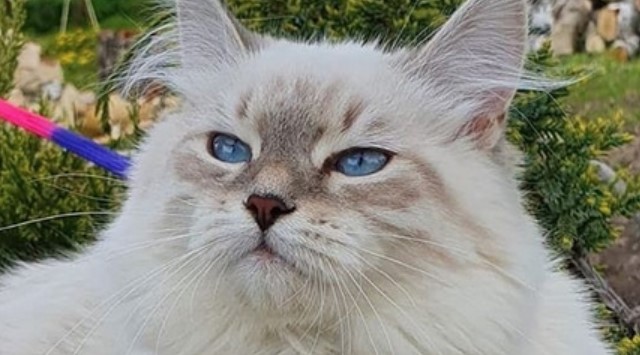 Top 50 Best Korean Cat Names For Your Cute Kitten