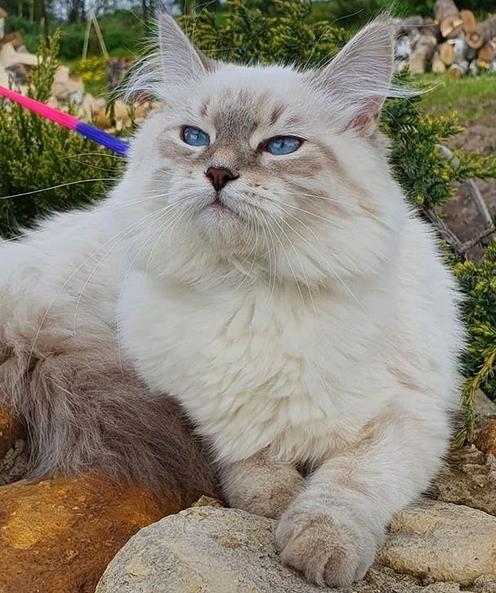 Top 50 Best Korean Cat Names For Your Cute Kitten