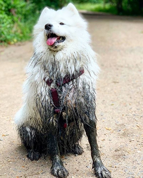 14 Reasons Why You Should Never Own Samoyeds | Page 4 of 5 | PetPress
