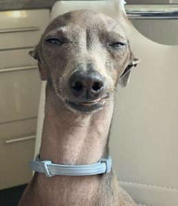 14 Reasons Why You Should Never Own Whippets - Page 2 of 5 - PetPress