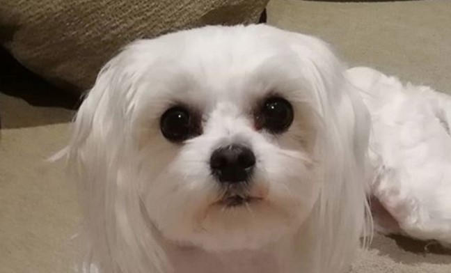 14 Reasons Why You Should Never Own Maltese Dogs - PetPress