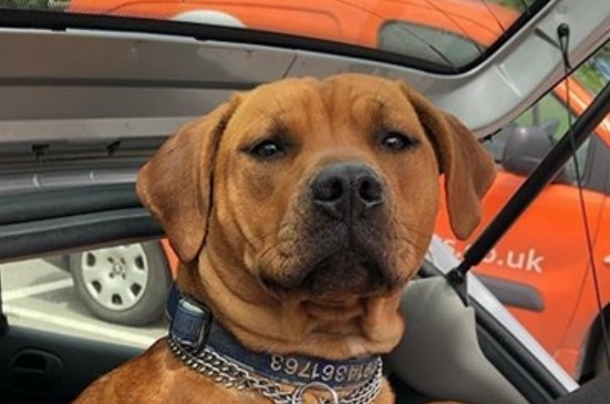 Rhodesian Ridgeback Tattoos