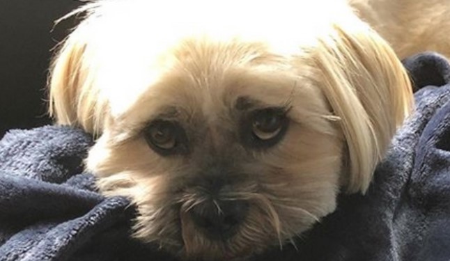 14 Reasons Why You Should Never Own Lhasa Apsos - PetPress