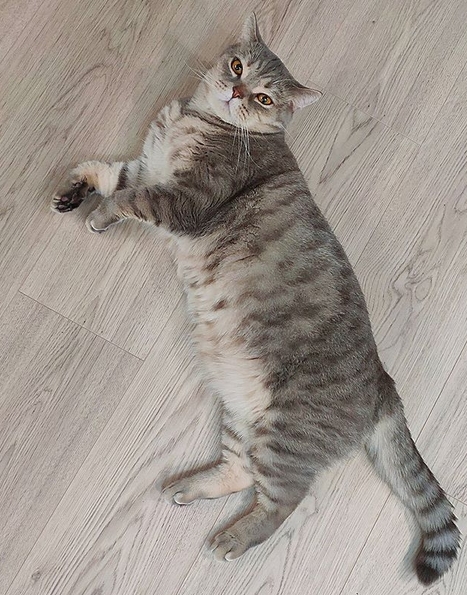 Top 30 Most Popular Roman Cat Names