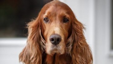 15 Funny Facts About Irish Setters | PetPress