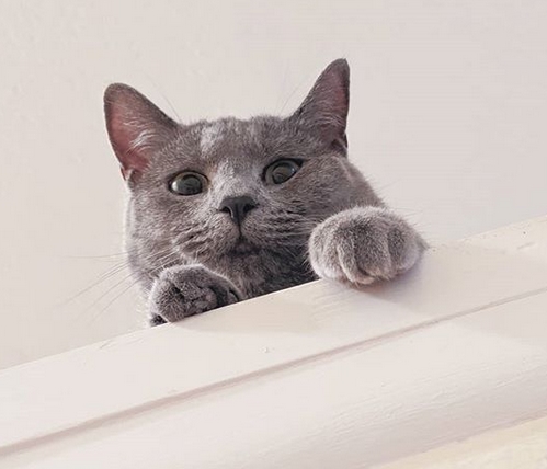 40+ Best Blue Cat Names - PetPress