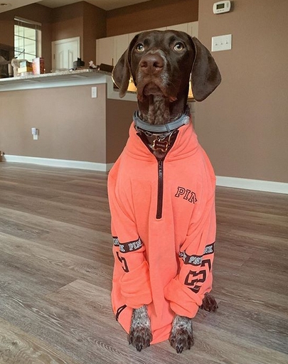 15 Reasons Why You Should Never Own German Shorthaired Pointers | PetPress