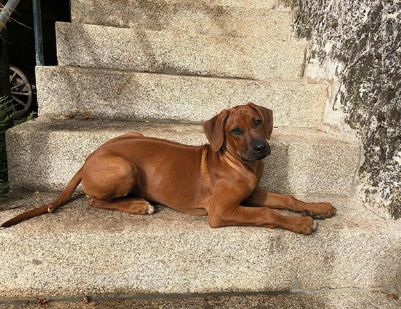 14 Reasons Why You Should Never Own Rhodesian Ridgebacks | Page 3 of 4 ...