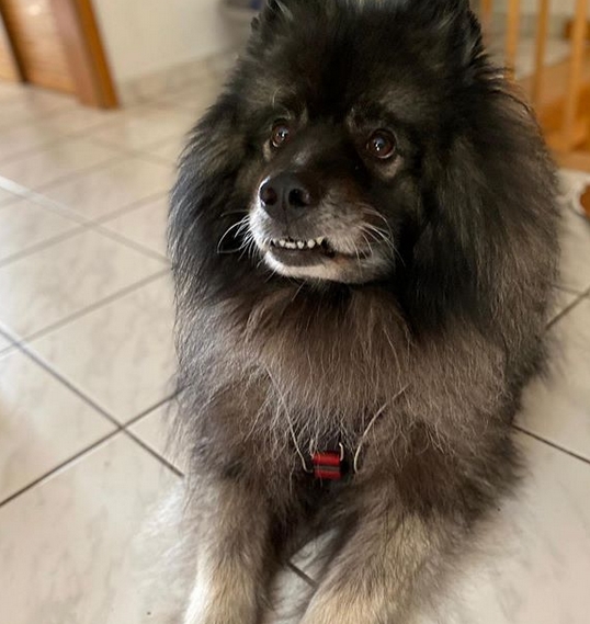 14 Reasons Why You Should Never Own Keeshonds | Page 4 of 4 | PetPress