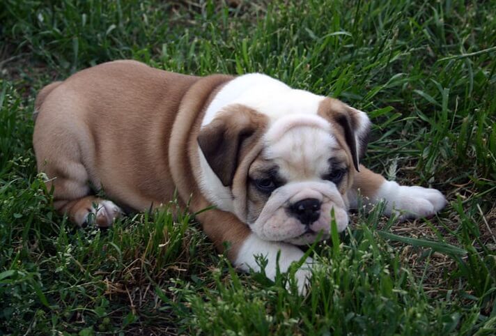 Top 120 Chubby Dog Names - PetPress