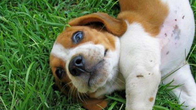 14 Beagles For Anyone Who's Having A Bad Day - PetPress
