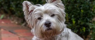 200 Westie Dog Names - West Highland White Terrier Name Ideas | PetPress