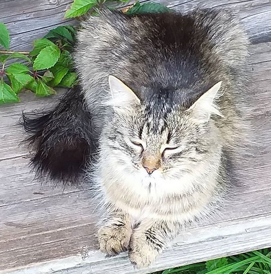Female Cat Names Beginning With M Cat Names Beginning With M Upgrade Female Cat Names Beginning With M Cat Names Beginning With M Upgrade