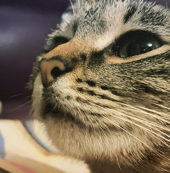 Top 35 Best Tabby Male Cat Names | PetPress